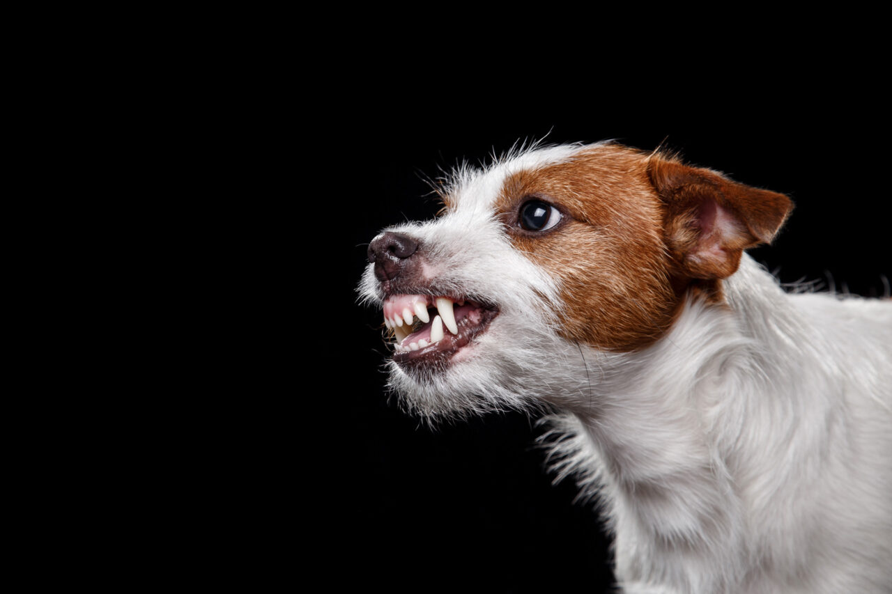 Considering Aggressive Behavior in Dogs - Victoria Stilwell Academy for ...